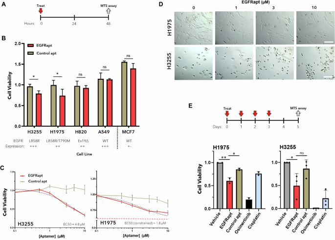 Anti-EGFR aptamer exhibits direct anti-cancer effects in NSCLC cells ...