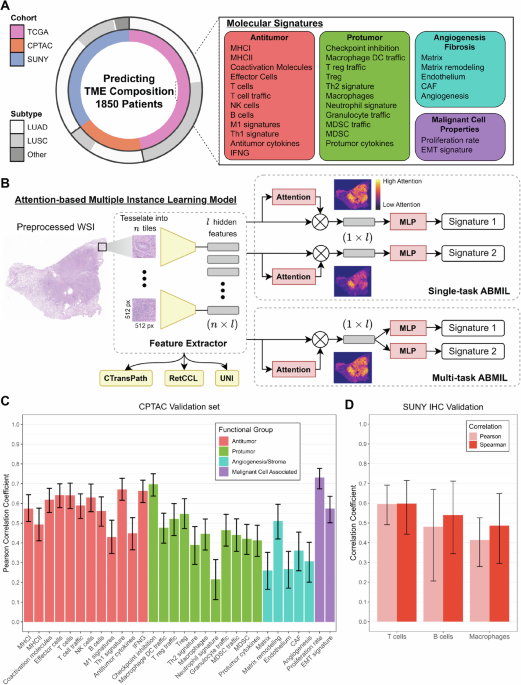 Predicting the tumor microenvironment composition and immunotherapy ...