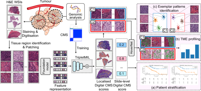 Deep learning for predicting prognostic consensus molecular subtypes in ...