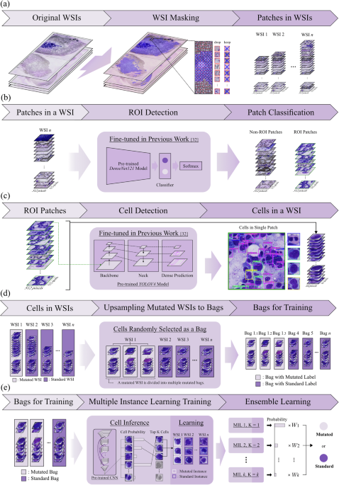 Annotation-free deep learning for predicting gene mutations from whole ...