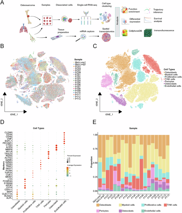 Single-cell and spatial transcriptomics reveals the key role of MCAM+ ...