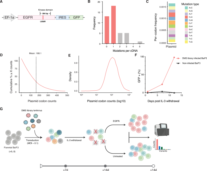 Deep mutational scanning reveals EGFR mutations conferring resistance ...