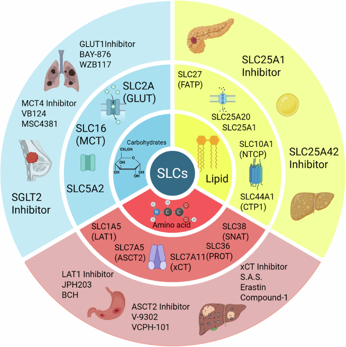 The regulatory roles and therapeutic strategies of the solute carrier ...