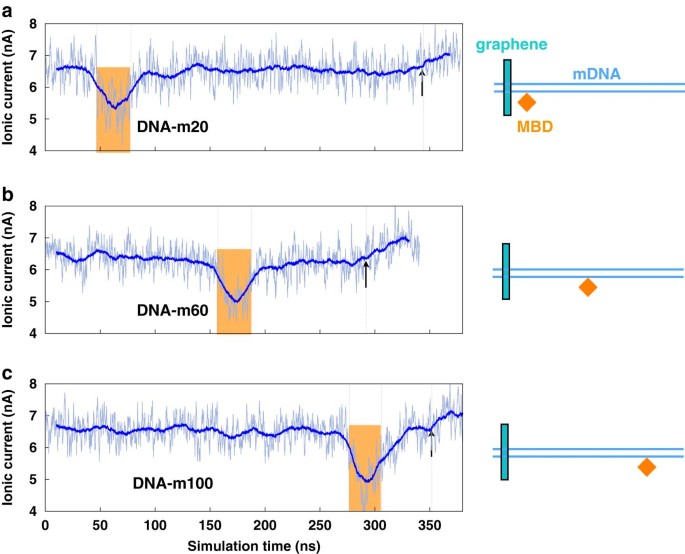 Detection And Mapping Of Dna Methylation With 2d Material Nanopores