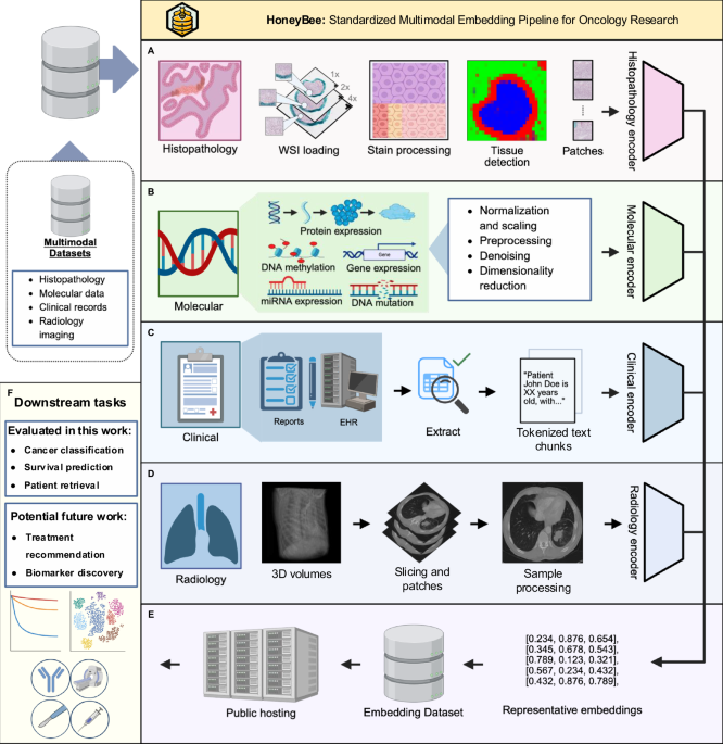 HONeYBEE: enabling scalable multimodal AI in oncology through ...