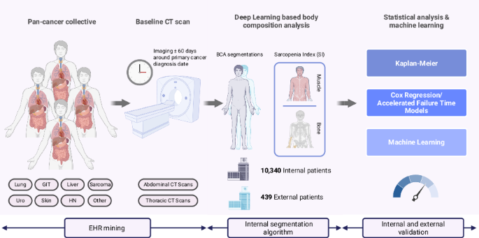 Leveraging Sarcopenia index by automated CT body composition analysis ...