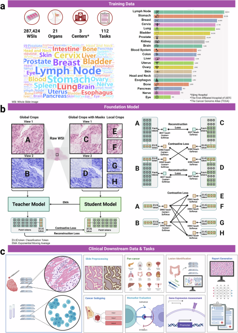 PathOrchestra: a comprehensive foundation model for computational ...