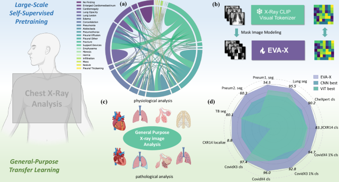 EVA-X: a foundation model for general chest x-ray analysis with self ...