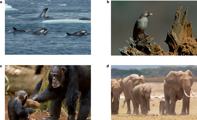 Protecting animal cultures as World Heritage | Nature Sustainability