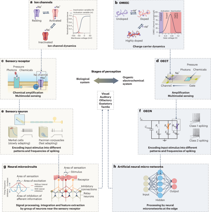 Organic electrochemical neurons for neuromorphic perception | Nature ...