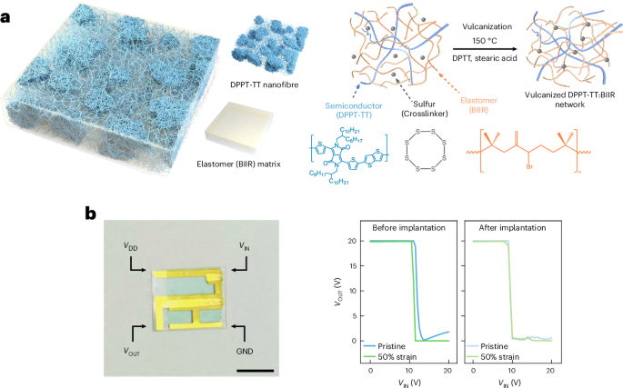 Stretchable and biocompatible organic transistors | Nature Electronics