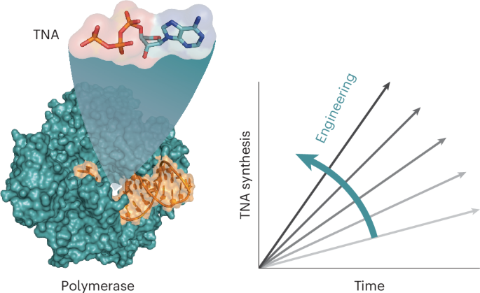 Directed evolution of a highly efficient TNA polymerase achieved by ...