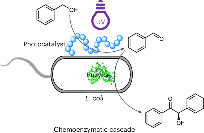 Engineering living cells with polymers for recyclable photoenzymatic ...