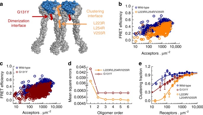 The EphA2 receptor is activated through induction of distinct, ligand ...