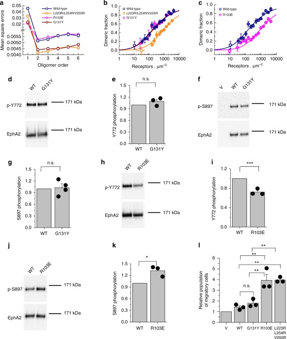 The EphA2 receptor is activated through induction of distinct, ligand ...