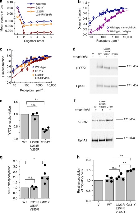 The EphA2 receptor is activated through induction of distinct, ligand ...