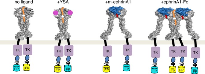 The EphA2 receptor is activated through induction of distinct, ligand-dependent oligomeric ...