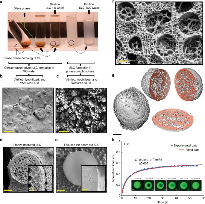 Phase transitions as intermediate steps in the formation of molecularly ...