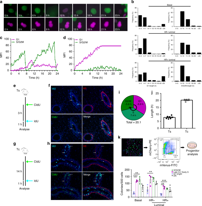 Proliferative Heterogeneity Of Murine Epithelial Cells In The Adult
