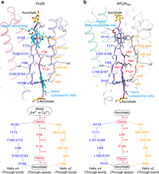 Structural basis for promotion of duodenal iron absorption by enteric ...