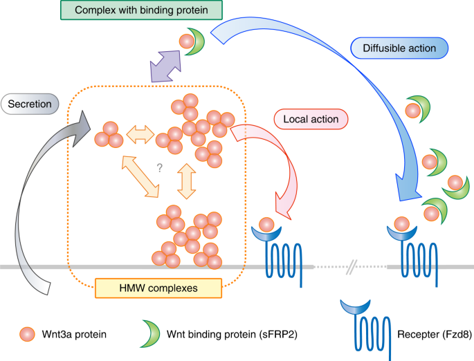 Assembly of protein complexes restricts diffusion of Wnt3a proteins ...