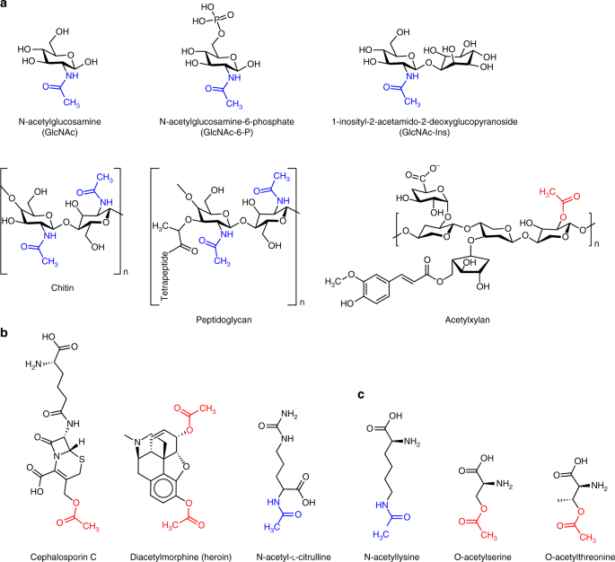 Structural and chemical biology of deacetylases for carbohydrates ...