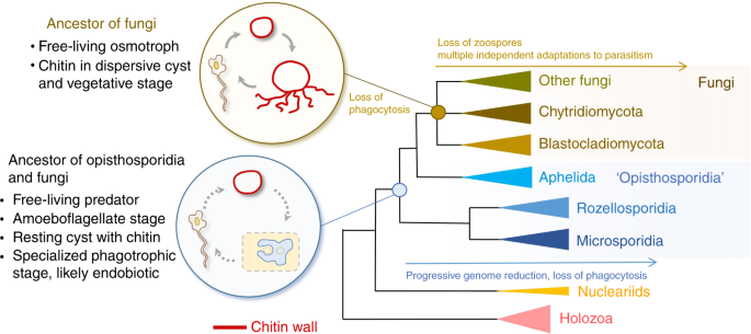Global transcriptome analysis of the aphelid Paraphelidium tribonemae ...