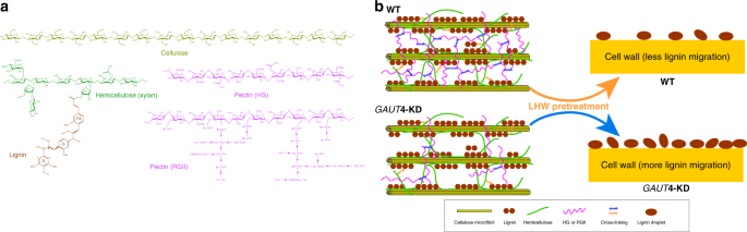 Downregulation of pectin biosynthesis gene GAUT4 leads to reduced ...