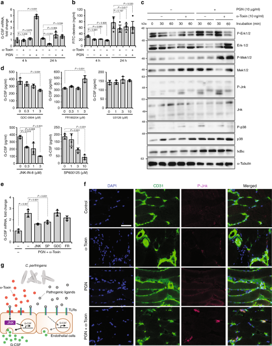 Clostridium perfringens α-toxin impairs granulocyte colony-stimulating ...