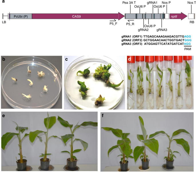 CRISPR/Cas9 editing of endogenous banana streak virus in the B genome ...