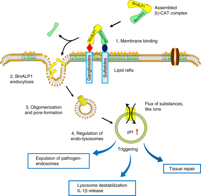 Endogenous pore-forming protein complex targets acidic ...