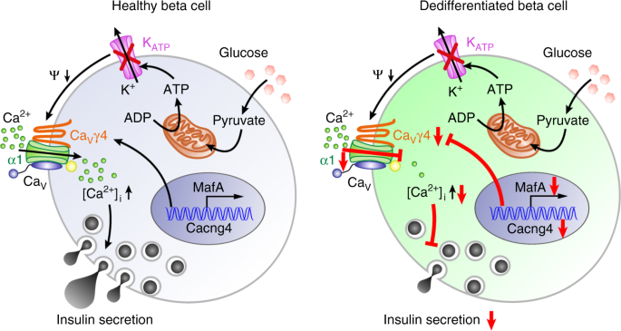The calcium channel subunit gamma-4 is regulated by MafA and necessary ...