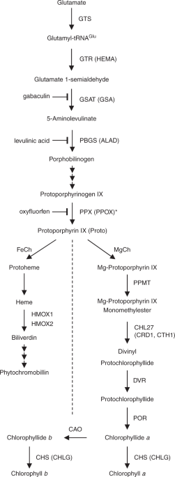 The function of PROTOPORPHYRINOGEN IX OXIDASE in chlorophyll ...