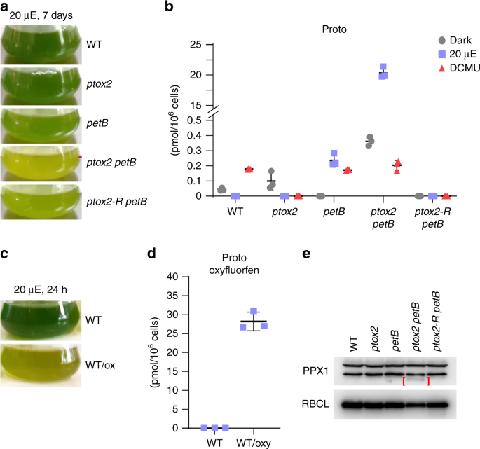 The function of PROTOPORPHYRINOGEN IX OXIDASE in chlorophyll ...