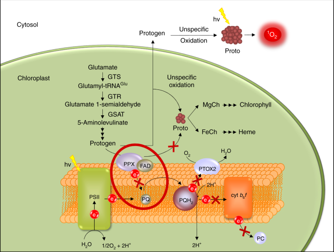 The function of PROTOPORPHYRINOGEN IX OXIDASE in chlorophyll ...