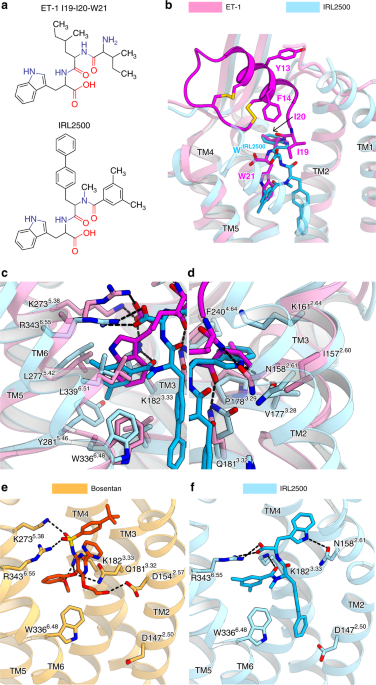 Crystal structure of human endothelin ET B receptor in complex with ...