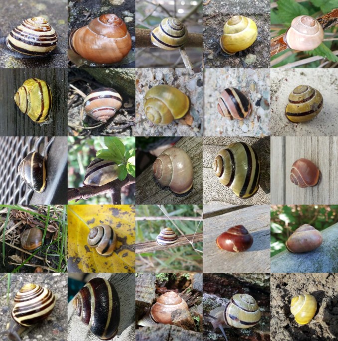 Snail shell colour evolution in urban heat islands detected via citizen ...
