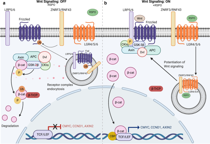 Wnt Signaling Pathway In 2020 Pathways Cell Biology