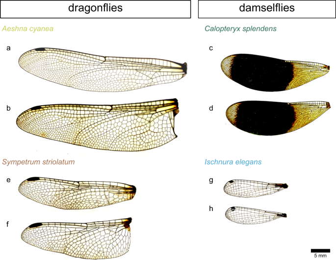 The damping and structural properties of dragonfly and damselfly wings ...