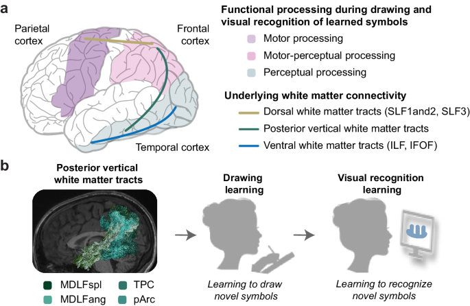 Associative white matter tracts selectively predict sensorimotor learning | Communications Biology