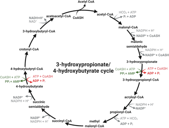 Crystal structure of the 4-hydroxybutyryl-CoA synthetase (ADP-forming ...
