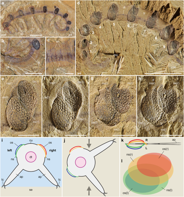 Molting in early Cambrian armored lobopodians | Communications Biology