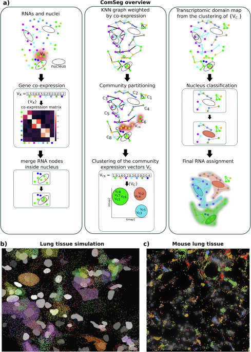 A point cloud segmentation framework for image-based spatial transcriptomics | Communications ...