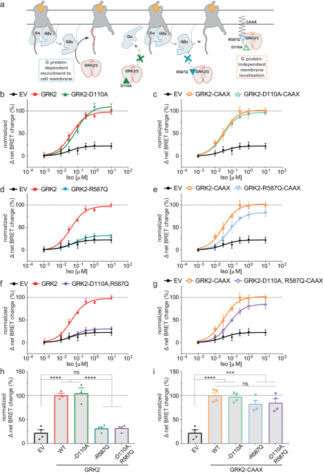 GRK specificity and Gβγ dependency determines the potential of a GPCR ...