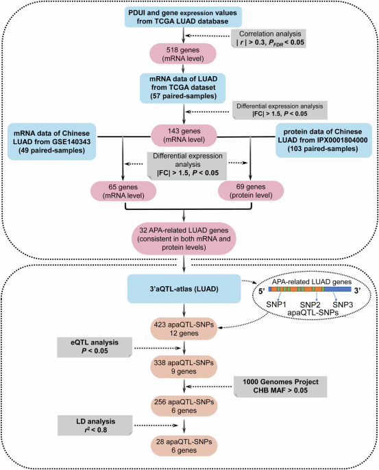 Integrating apaQTL and eQTL analysis identifies a potential causal ...