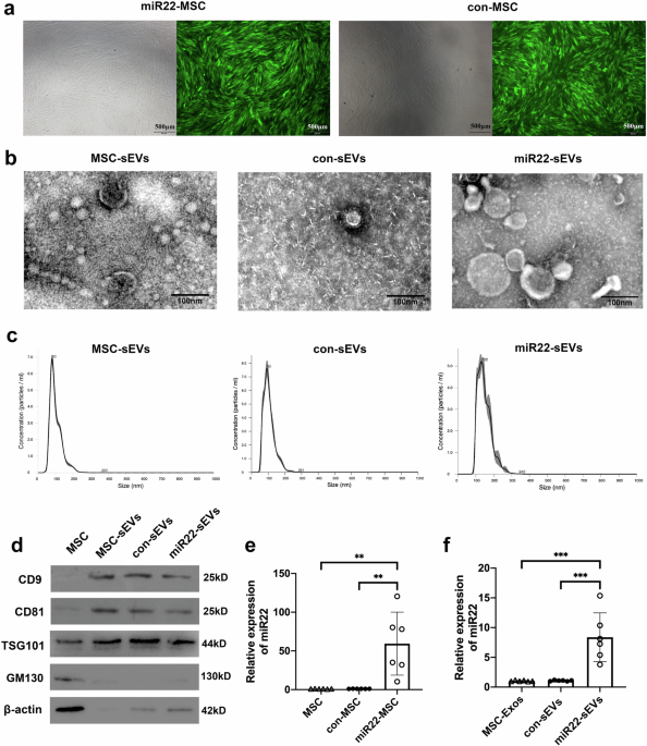 Small extracellular vesicles derived from microRNA-22-3p-overexpressing ...