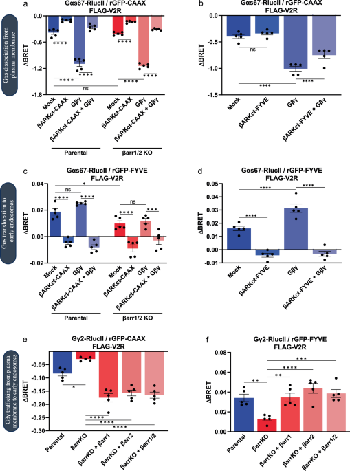 Role of the V2R–βarrestin–Gβγ complex in promoting G protein ...