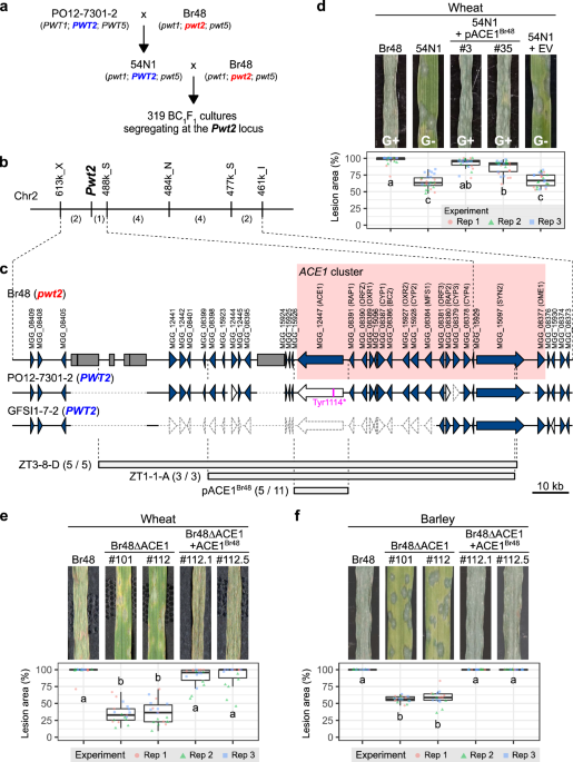 The ACE1 secondary metabolite gene cluster is a pathogenicity factor of ...