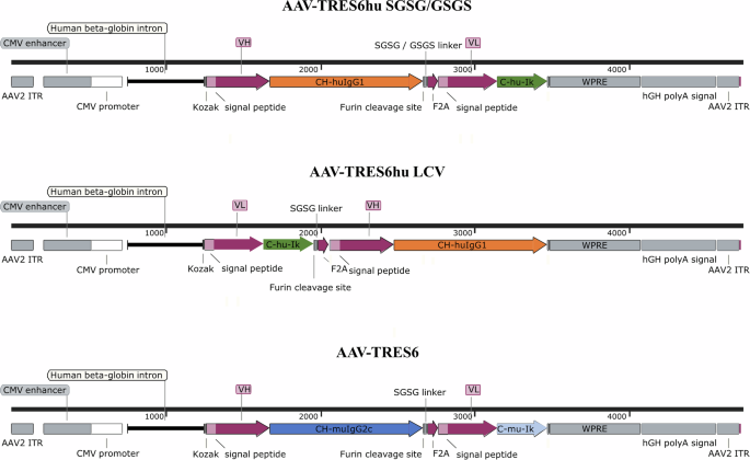 Influence of AAV vector tropism on long-term expression and Fc-γ ...