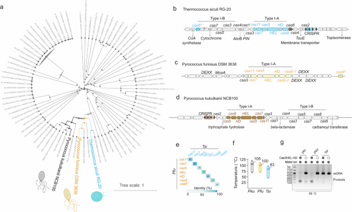 Repurposing Type I-A CRISPR-Cas3 for a robust diagnosis of human papillomavirus (HPV ...